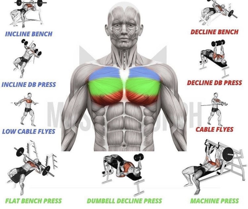 Les 10 meilleurs exercices pour les pectoraux hommes