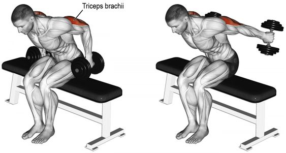 Les 10 meilleurs exercices POUR MUSCLER VOS TRICEPS